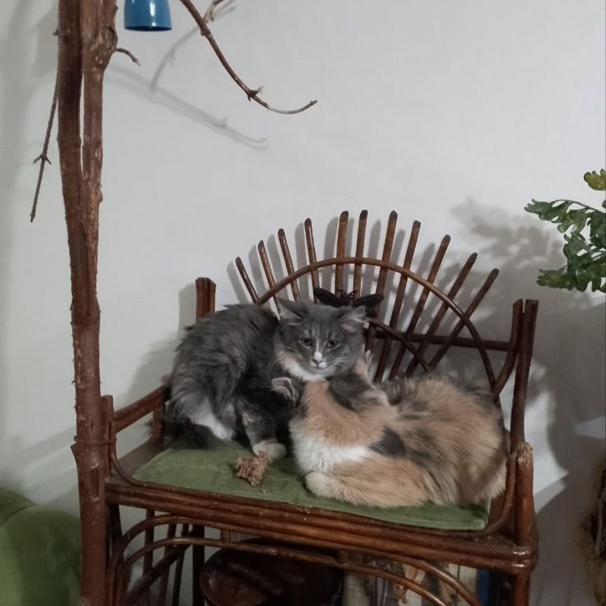 Кошки