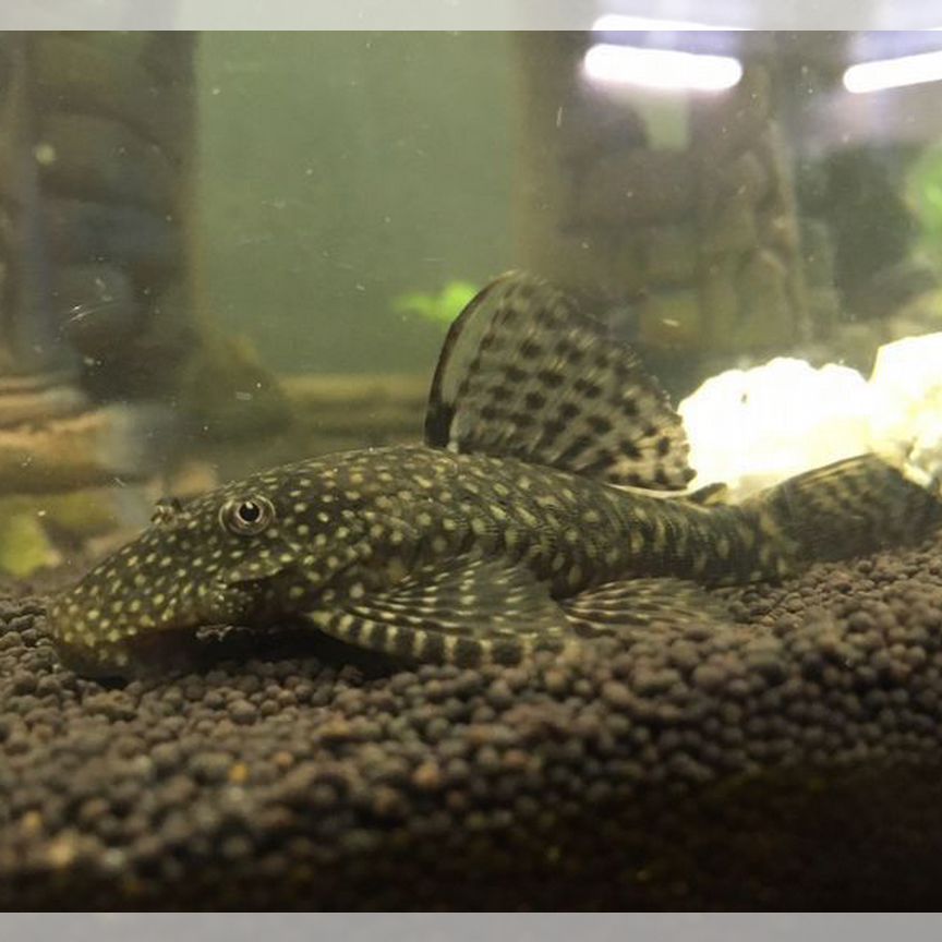 Анциструс подросток самец