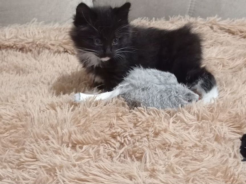 Котенок курильский бобтейл