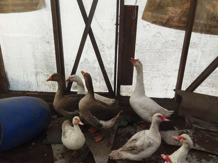 Продадим гусей, 3 самца, одну самку