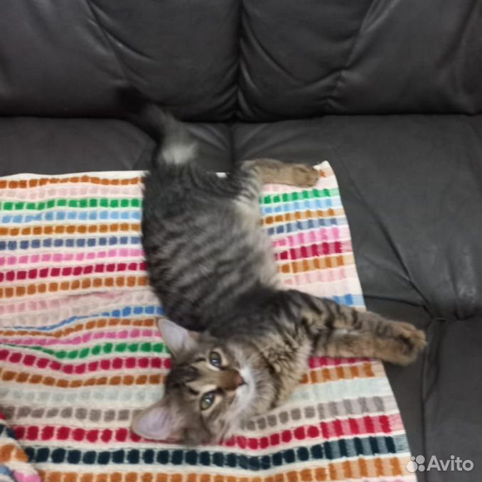 Котёнок умный красивый
