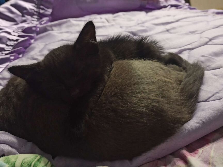 Кошка