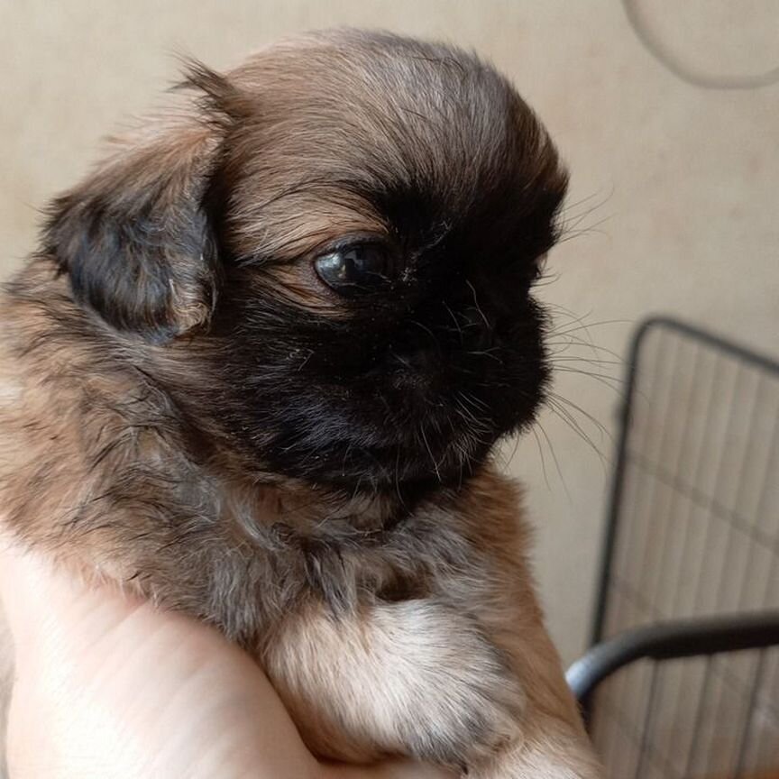 Королевские пекинесы