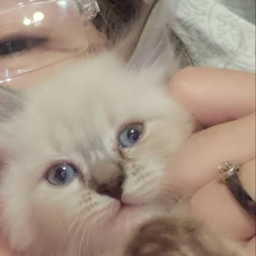 Котята