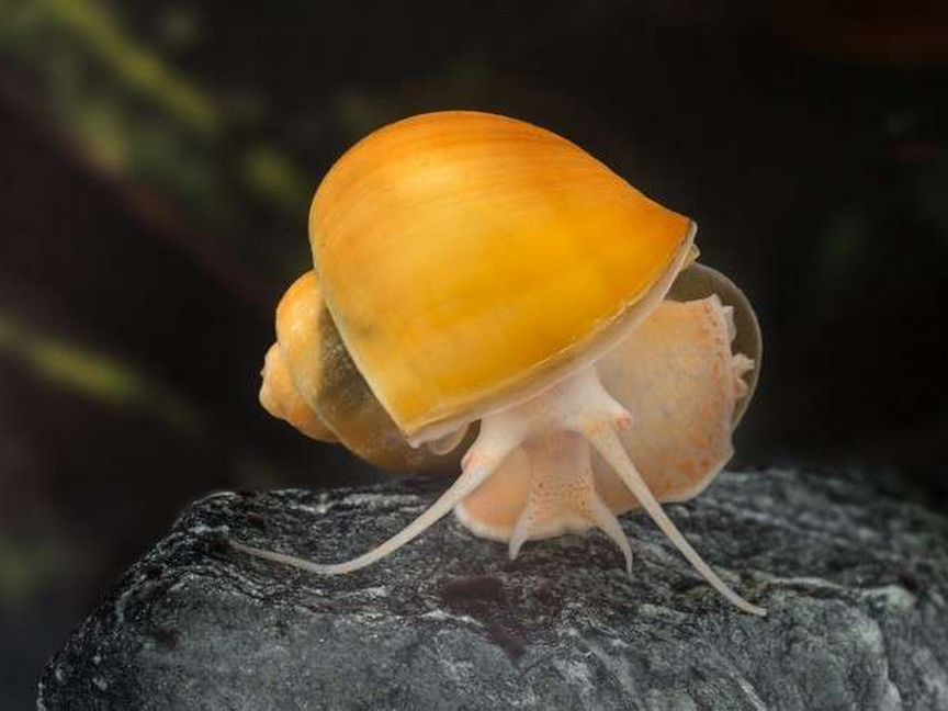 Ампулярии желтые и коричневые