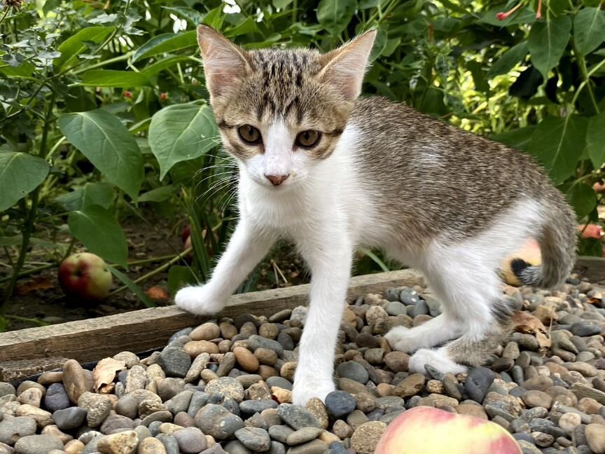 Кошка в частный дом