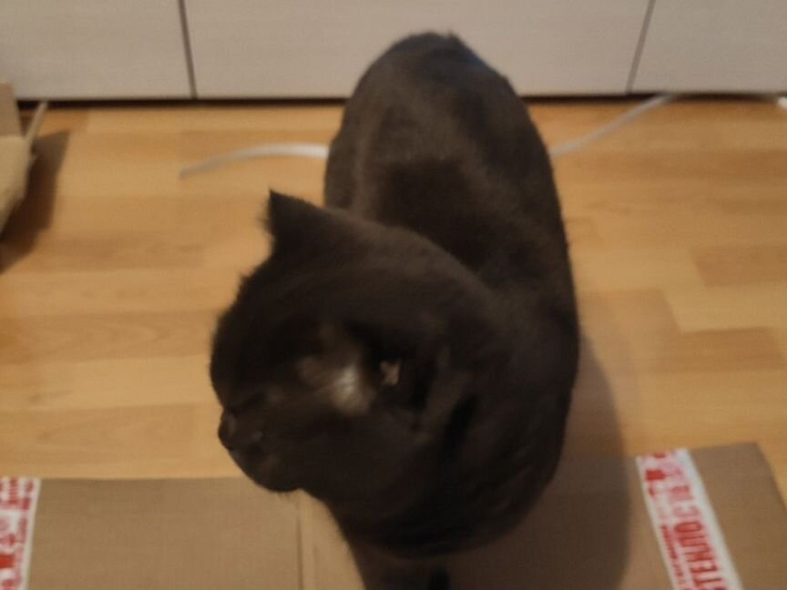 Шотландский вислоухий кот бесплатно