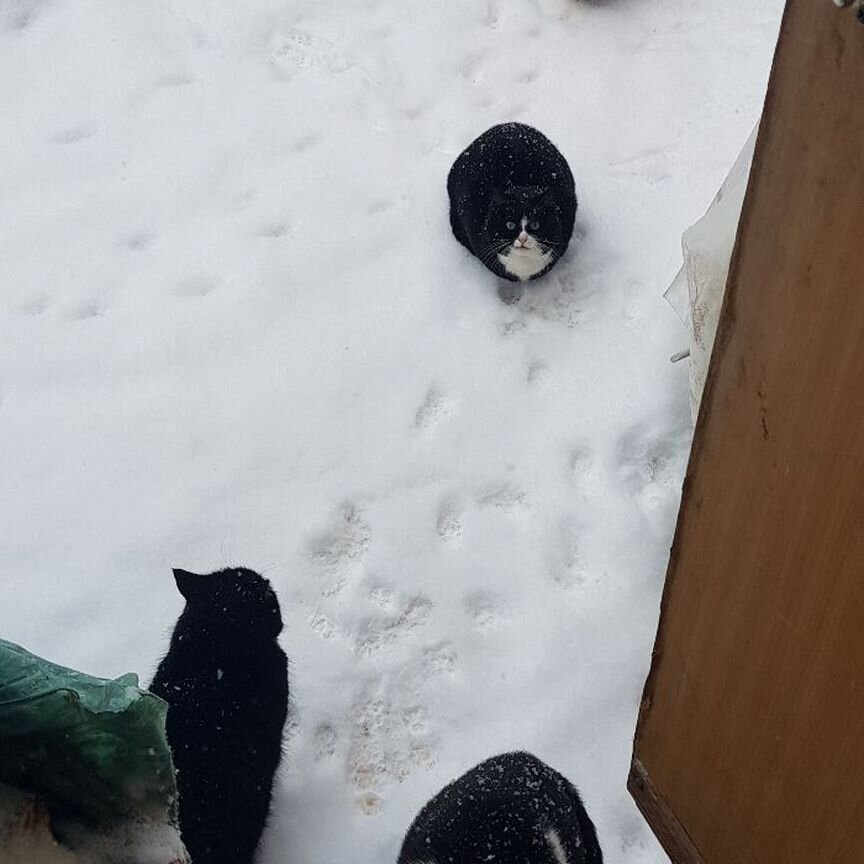 Корм для кошек, помощь