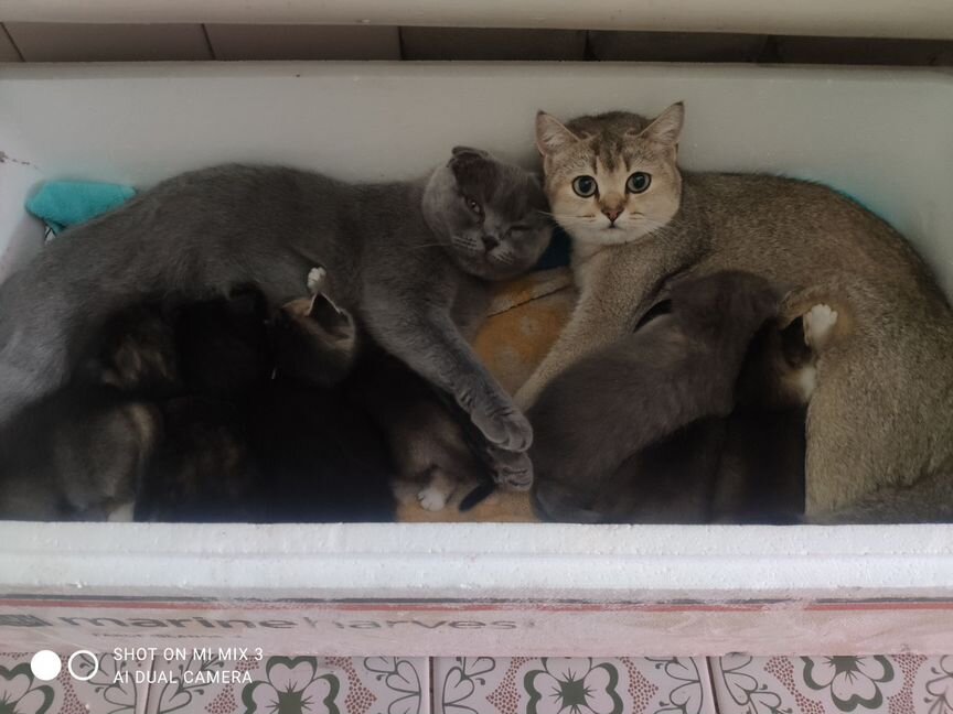 Британские и шотландские котята