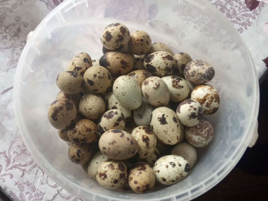 Яйца перепелиные,свежее мясо перепелиное