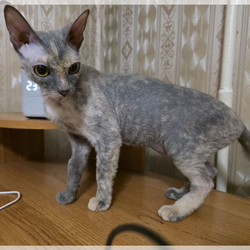 Взрослая, кошка в добрые руки