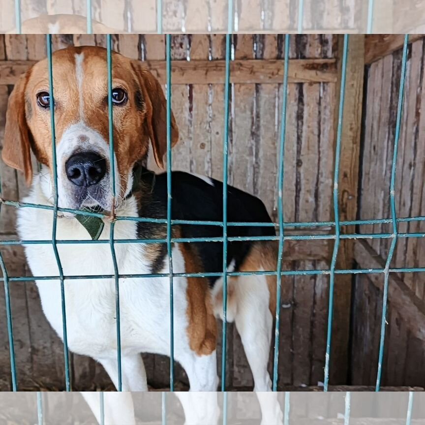 Русская пегая гончая, взрослый пёс