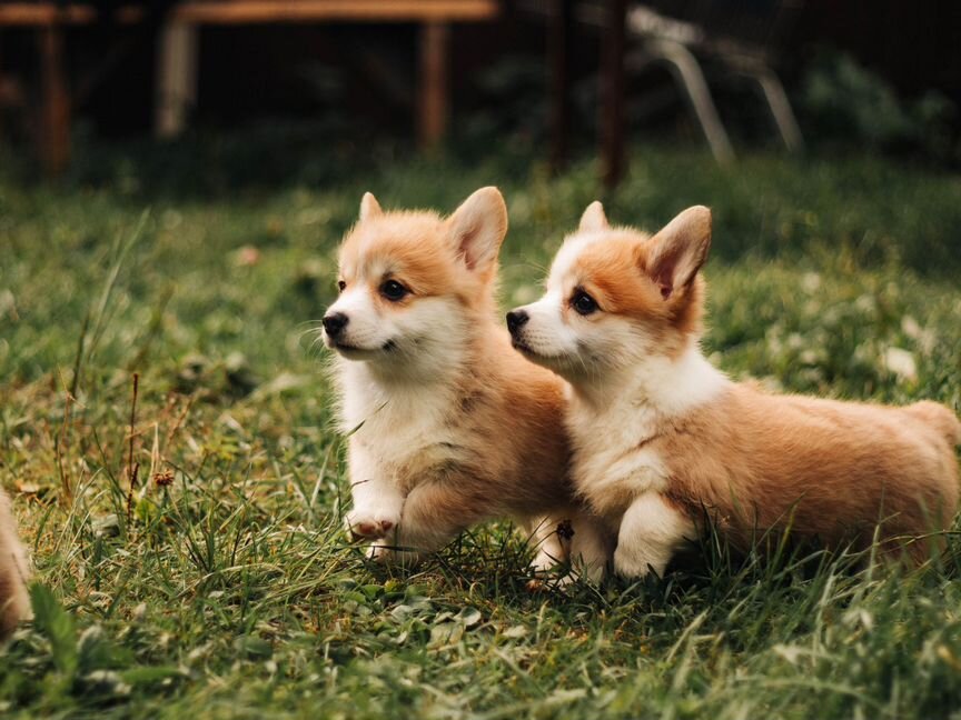 Вельш-корги пемброк щенки РКФ