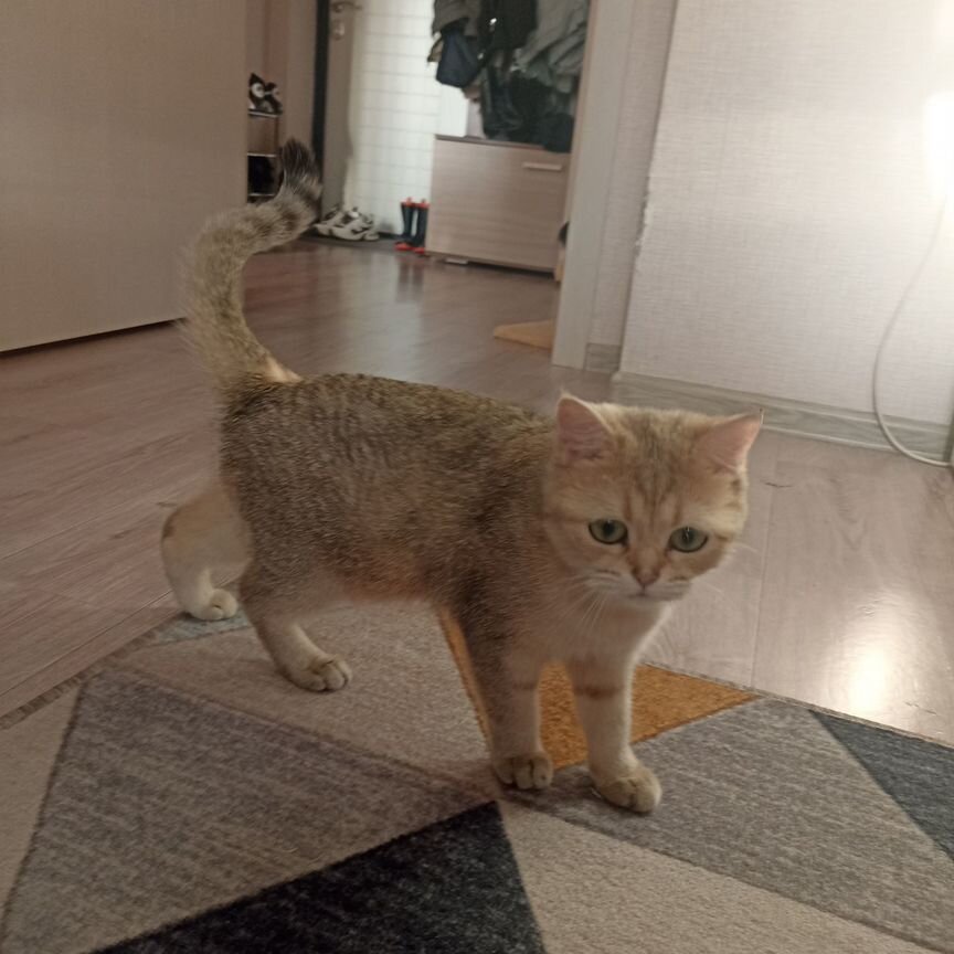 Отдам бесплатно