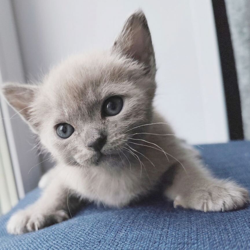 Бурманская кошечка.1.5 мес