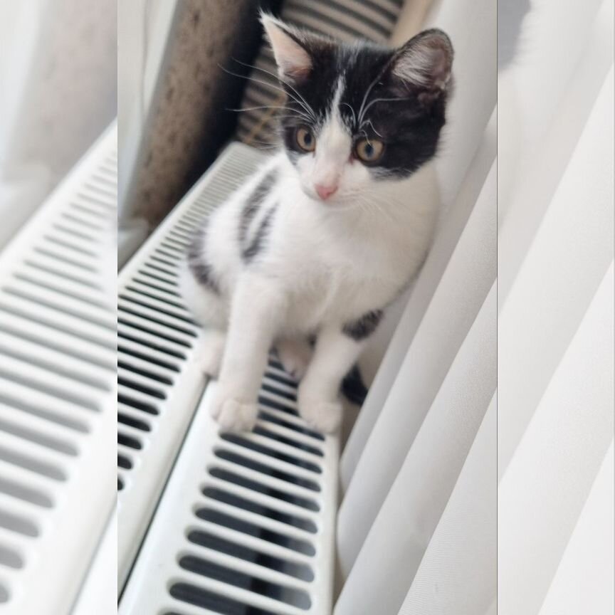 Котята в добрые руки бесплатно девочка