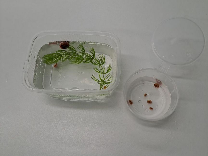 Улитки аквариумные красно-оранжевые