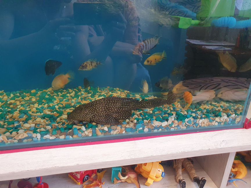 Аквариумные рыбки