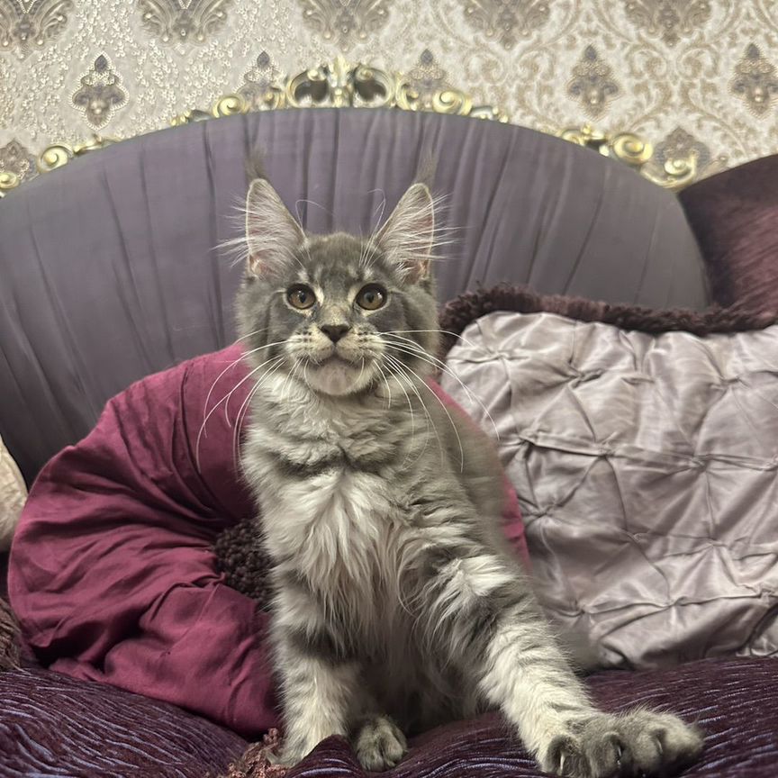 Котята мейн-кун