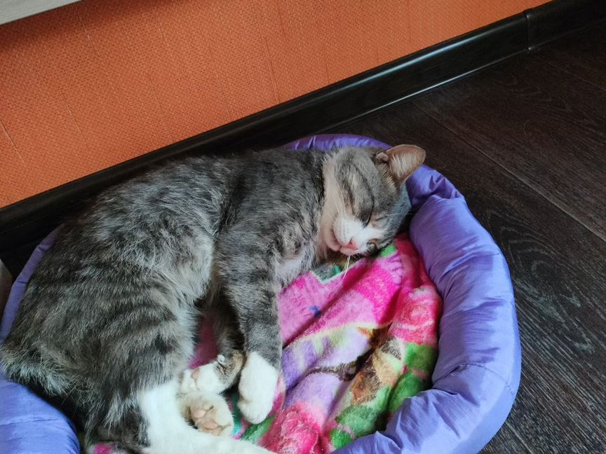 Отдам котика,спокойный добрый,ласковый