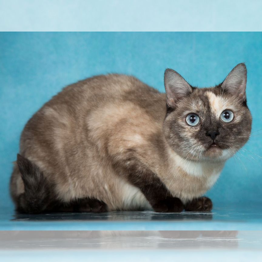 Взрослая, кошка в добрые руки