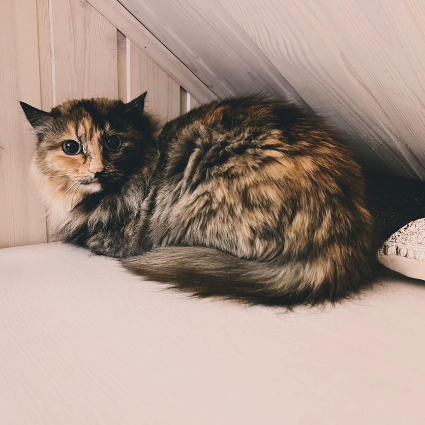 Найдена в заброшенном доме. Кошке нужен человек