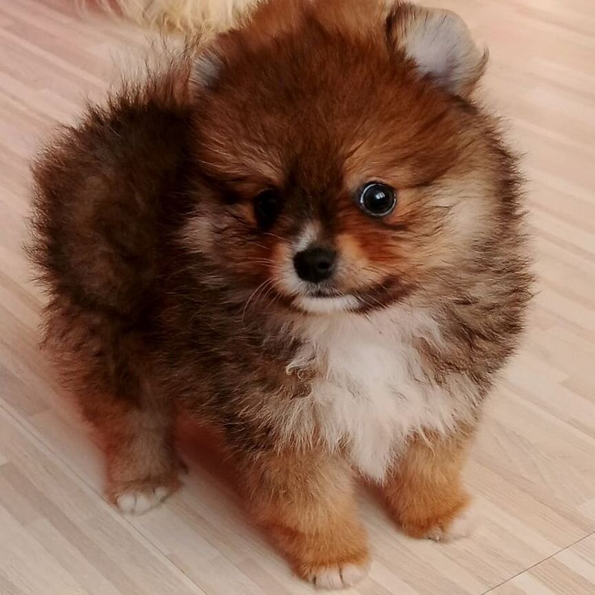 Померанский шпиц, щенок