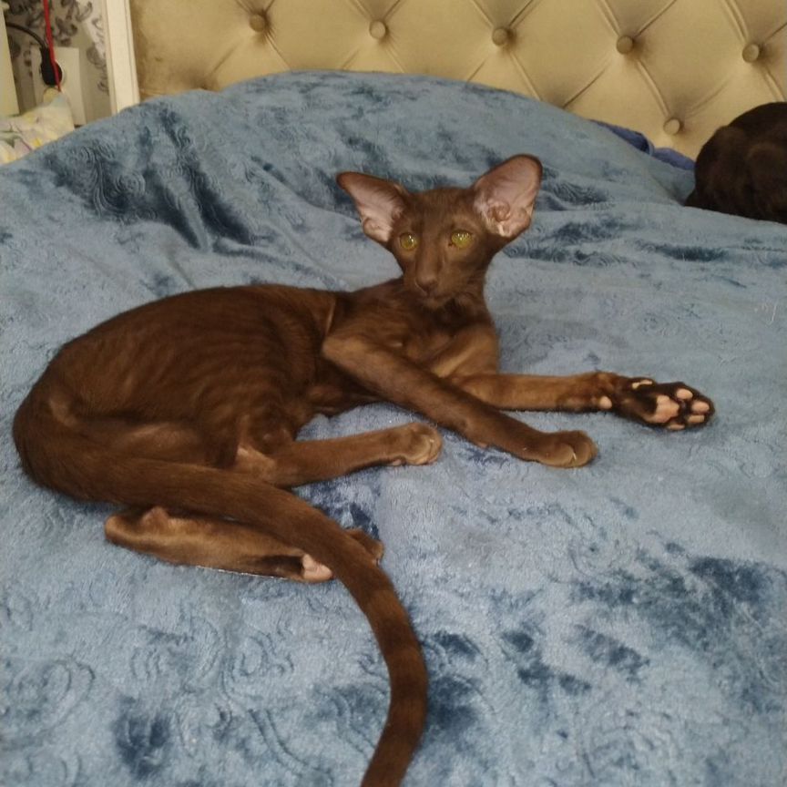 Ориентальный котенок