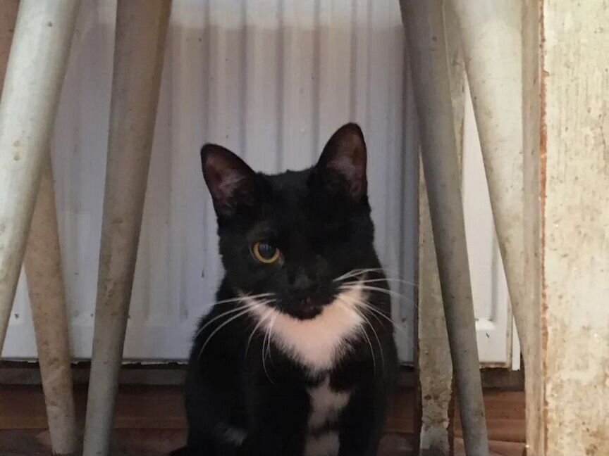 Кошка Краля