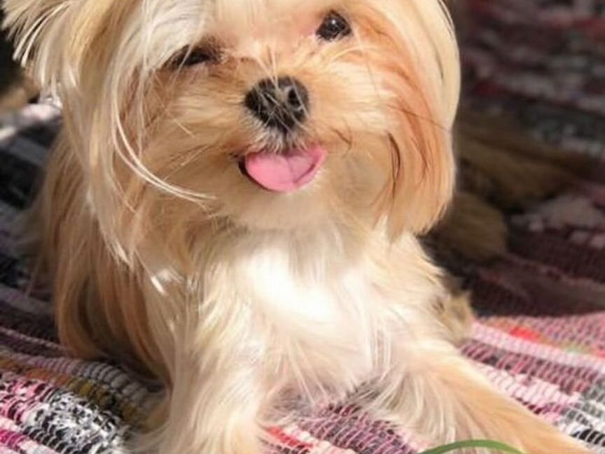 Красавец мужчина, вязка кобель