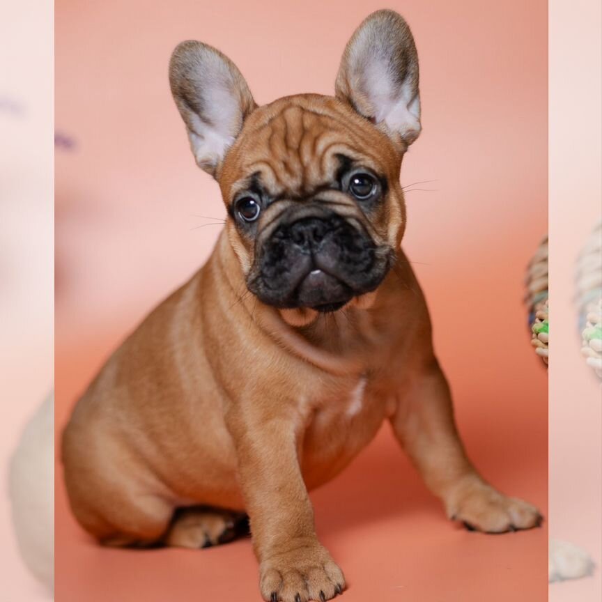 Французский бульдог, щенок