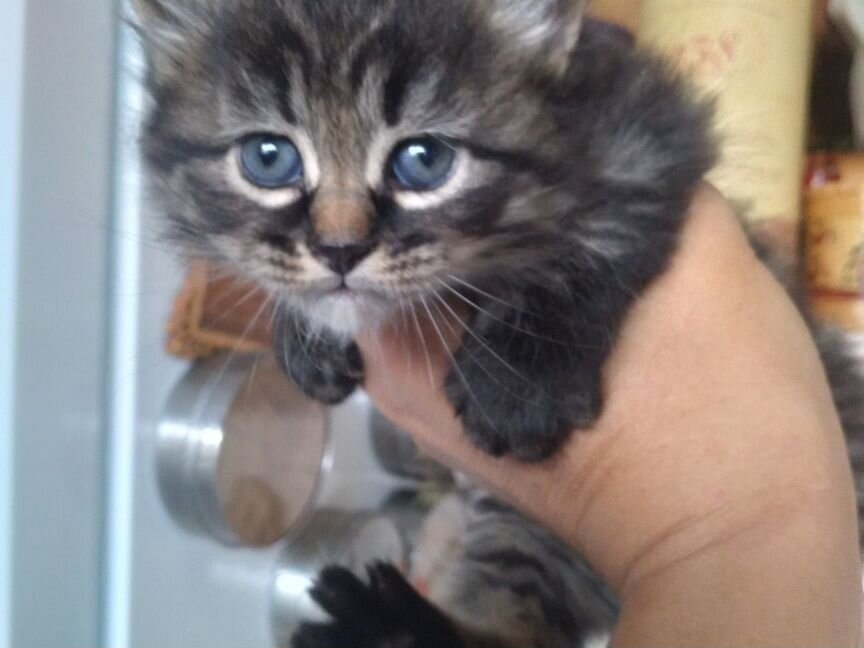 Кошка в дар