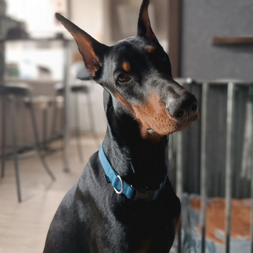 Доберман, взрослый пёс