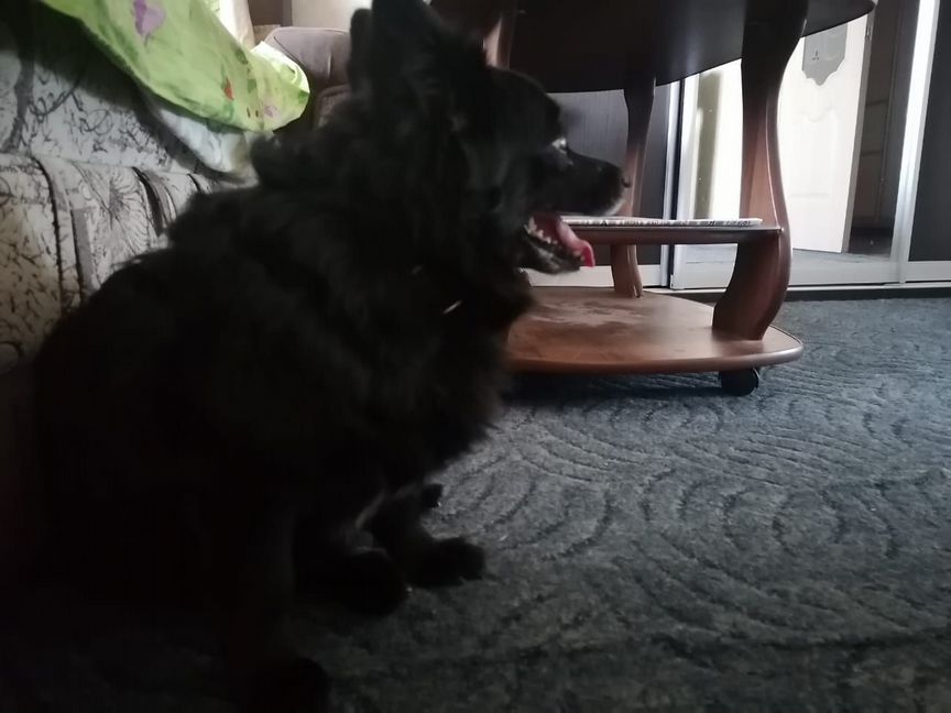 Помесь шпица с дворнягой