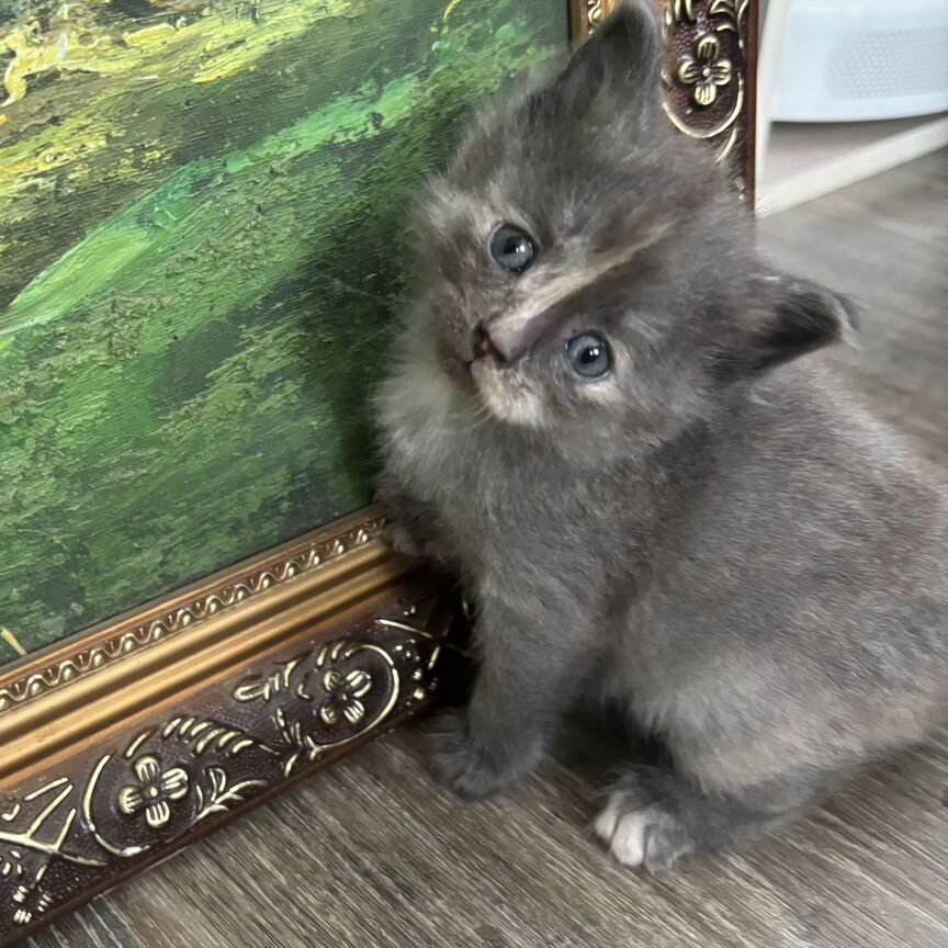 Котёнок в добрые руки