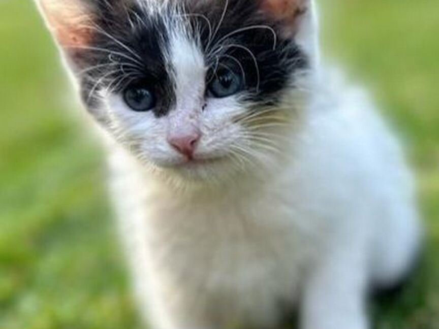 Котик