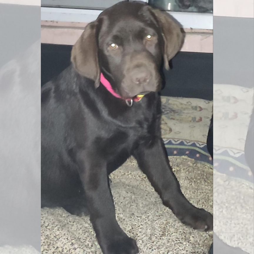 Щенки лабрадора