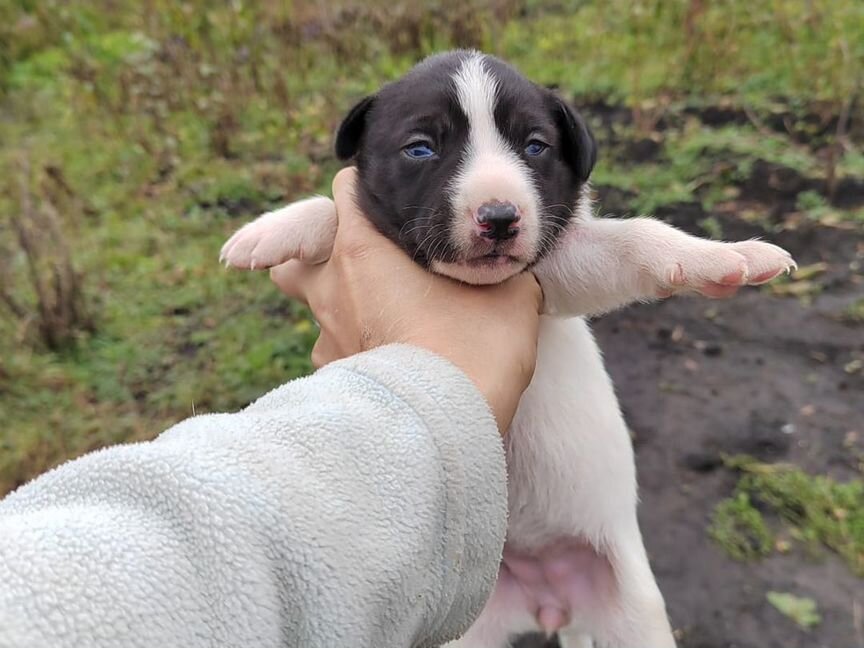 Щенок 1 месяц девочка овчарка