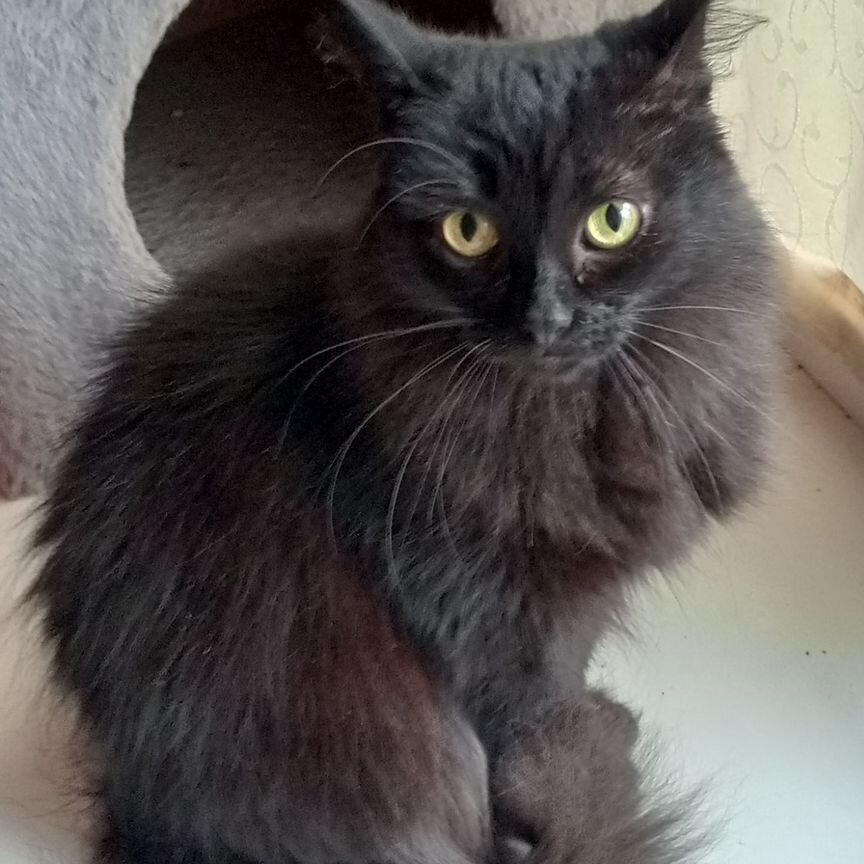 Взрослая кошка в добрые руки