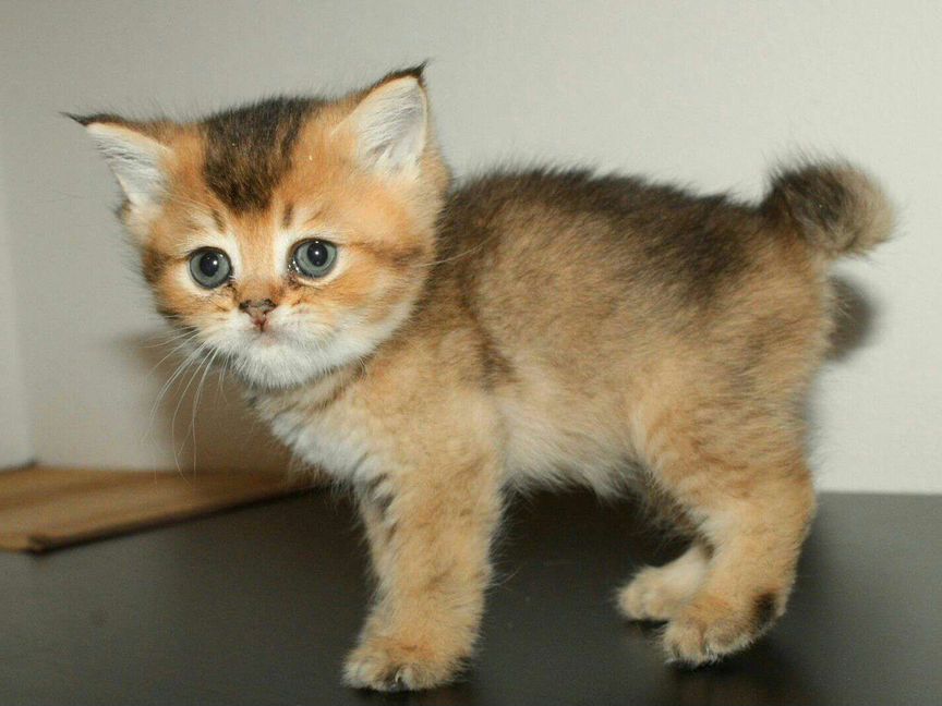 Котик с нюансом