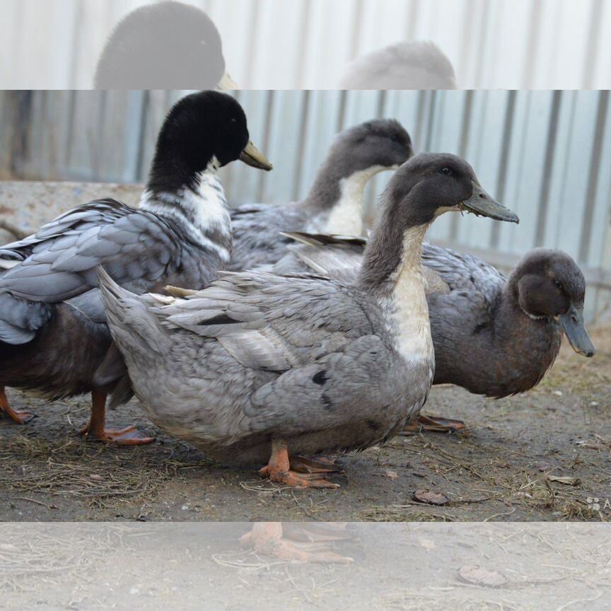 Утки голубой фаворит