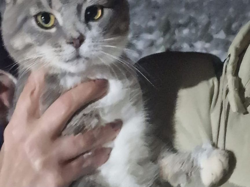 Кошка