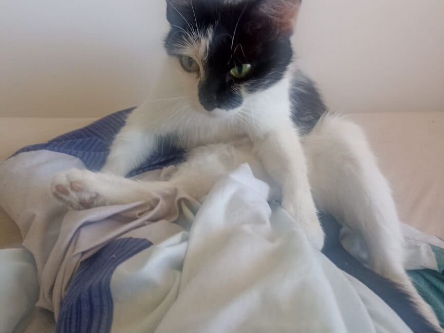 Кошка