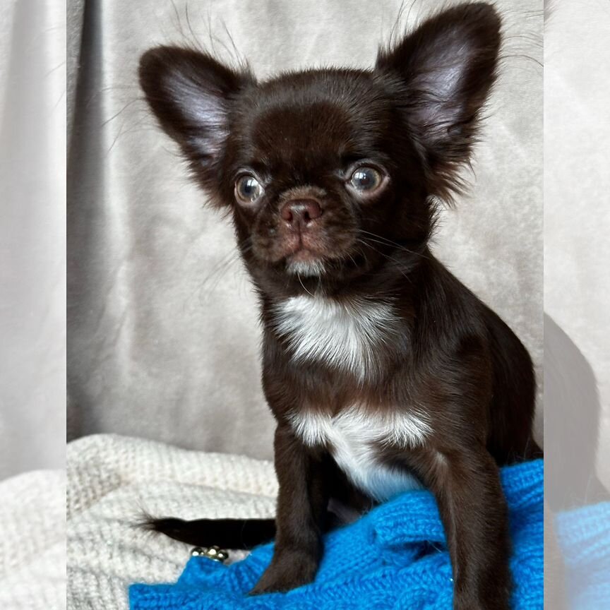 Шикарный чихуахуа