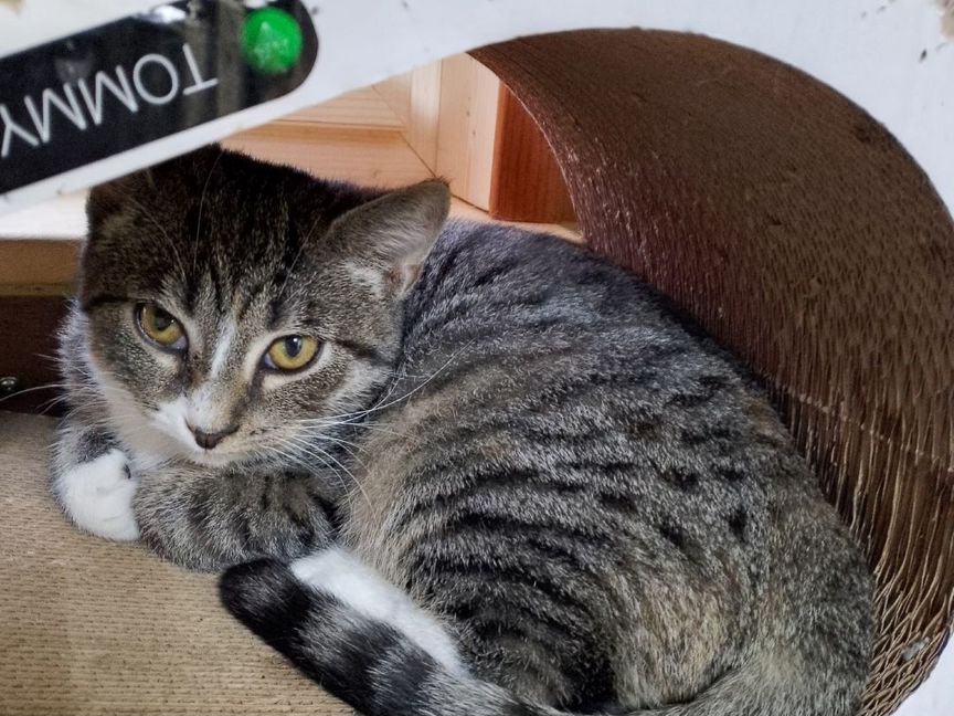 Котёнок, которая сама все знает, в добрые руки