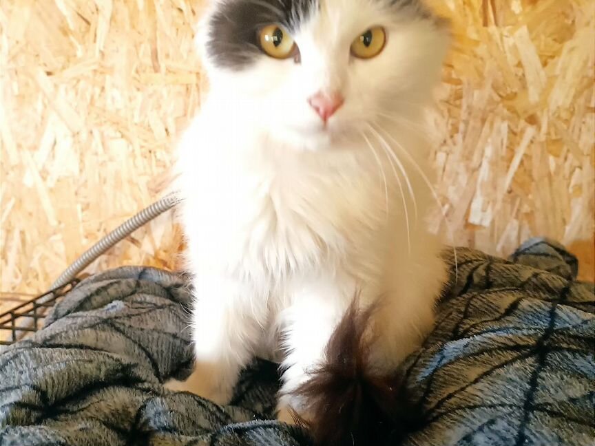 Ласкушка кошечка