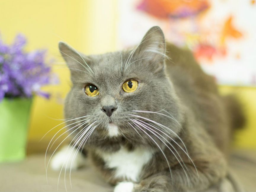 Большому доброму коту Мякишу ищем дом