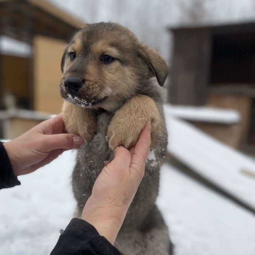 Щенулька для любящих хозяев