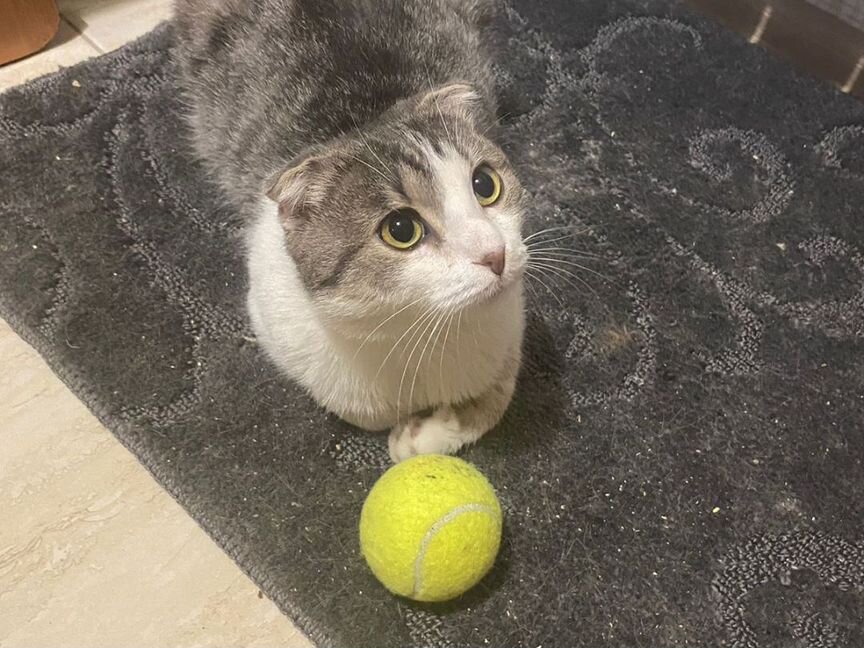 Котик подросток вислоушка ищет дом