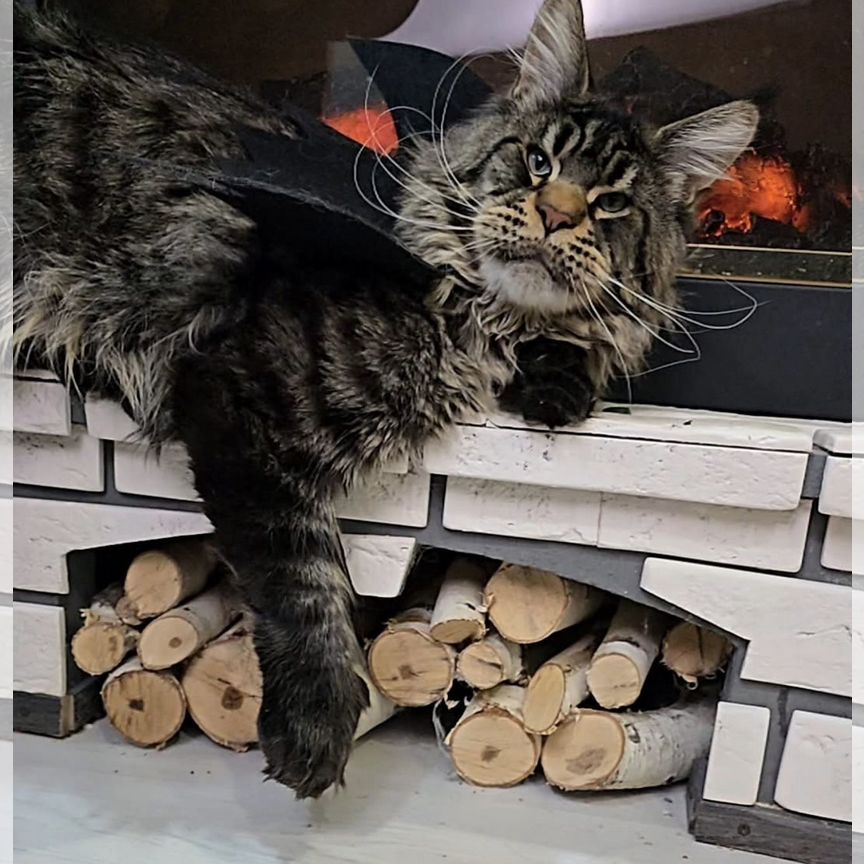 Мейн-кун котёнок